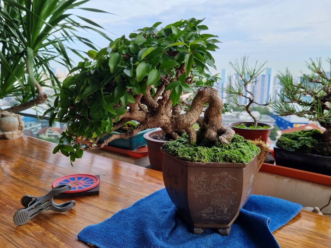 Shui mei bonsai, Furniture & Home Living, Gardening, Pots & Planters on ...