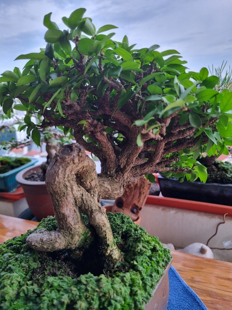 Shui mei bonsai, Furniture & Home Living, Gardening, Pots & Planters on ...