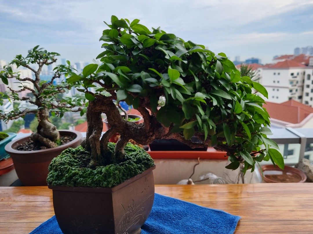Shui mei bonsai, Furniture & Home Living, Gardening, Pots & Planters on ...