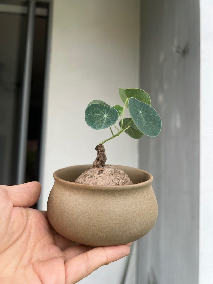 Stephania Erecta - medium in ceramic pot, Furniture & Home Living ...