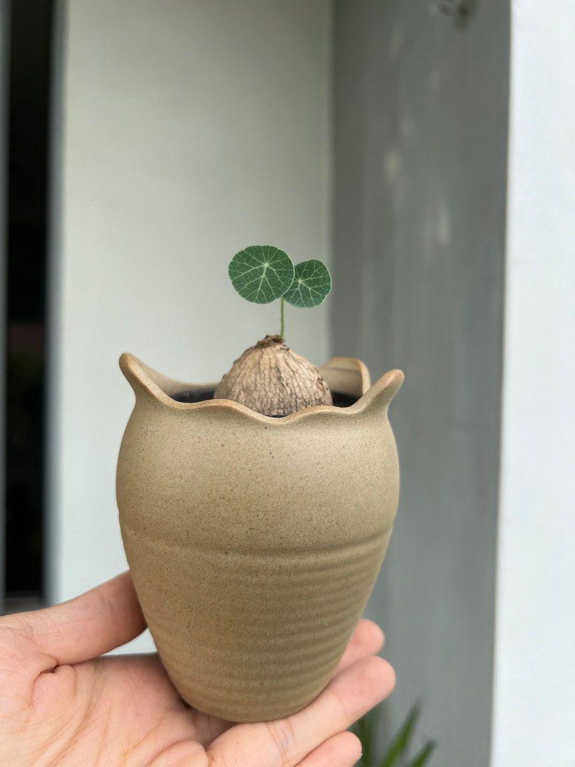 Stephania Erecta in ceramic pot, Furniture & Home Living, Gardening ...