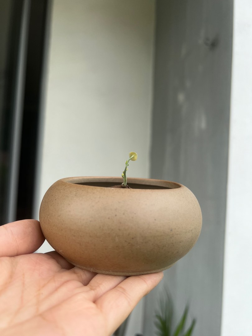 Stephania Erecta in pot, Furniture & Home Living, Gardening, Plants ...