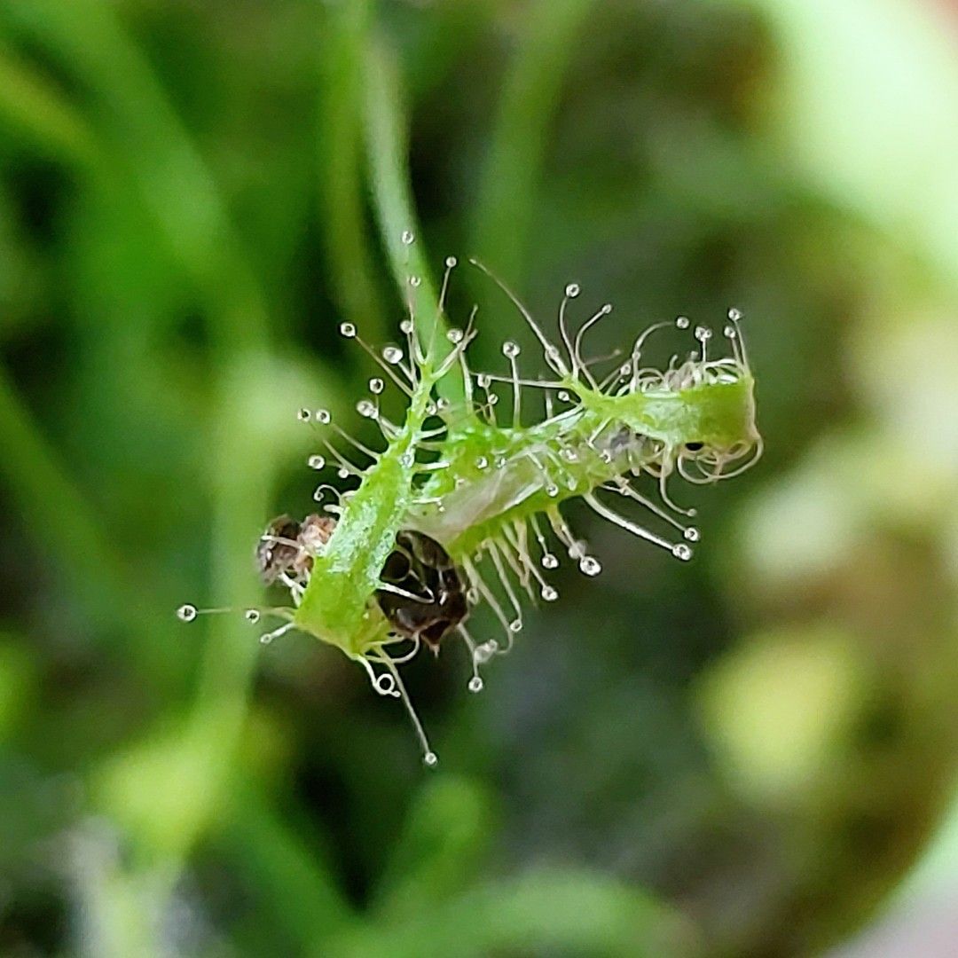 XXL Drosera Binata Multifida Extrema (Carnivorous Sundew Plant Insect ...