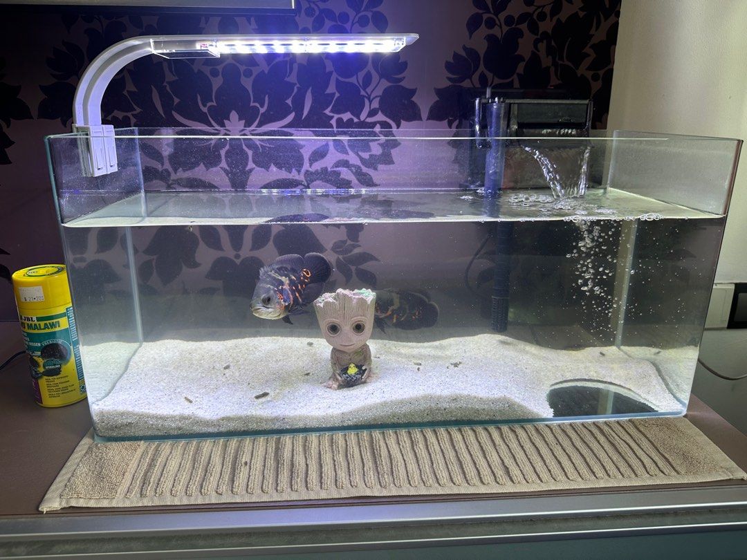 2 feet aquarium tank for sale, Pet Supplies, Homes & Other Pet ...