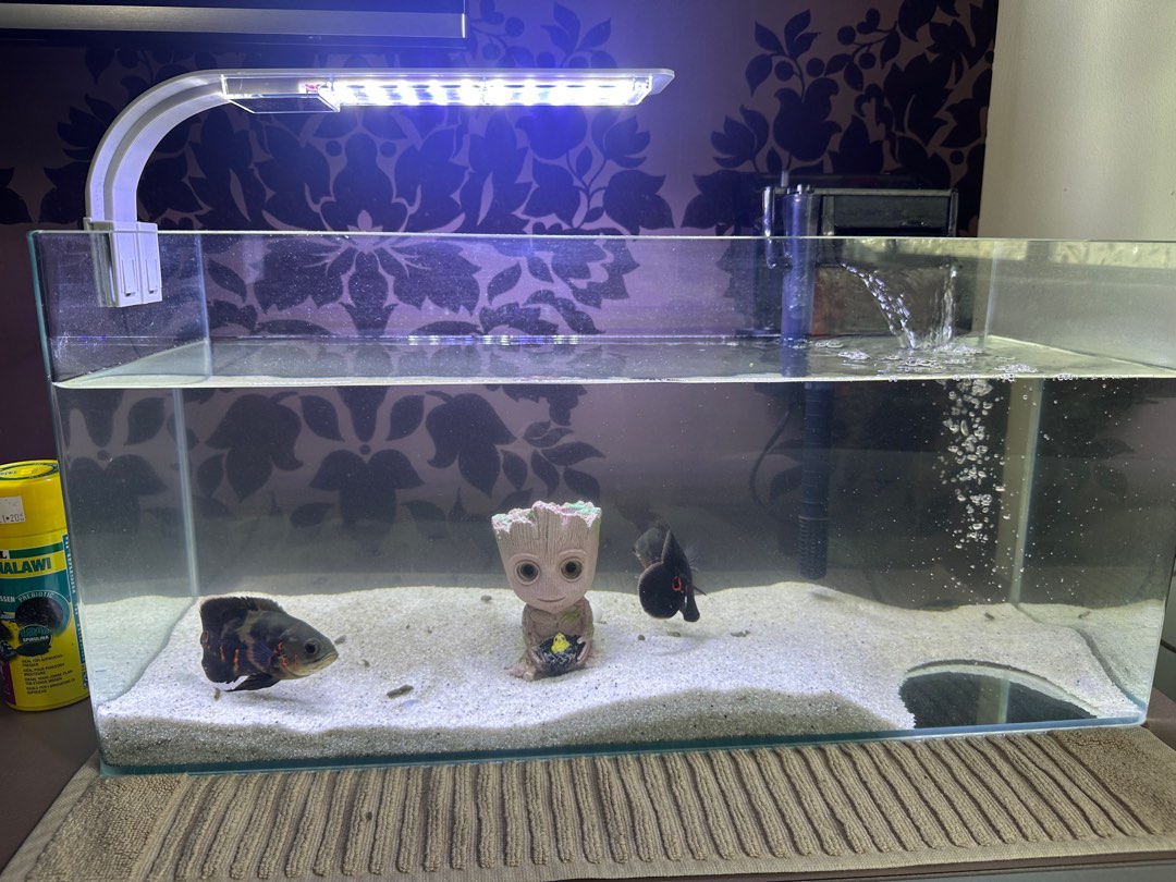2 feet aquarium tank for sale, Pet Supplies, Homes & Other Pet ...