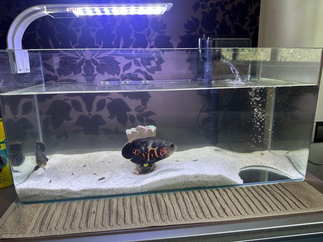 2 feet aquarium tank for sale, Pet Supplies, Homes & Other Pet ...