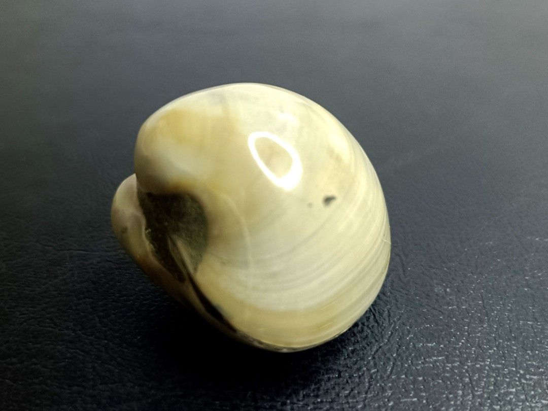 Aquarium polished Astarte clam seashell fossil specimen, Pet Supplies ...