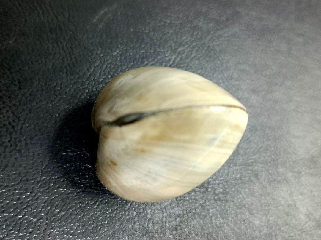 Aquarium polished Astarte clam seashell fossil specimen, Pet Supplies ...