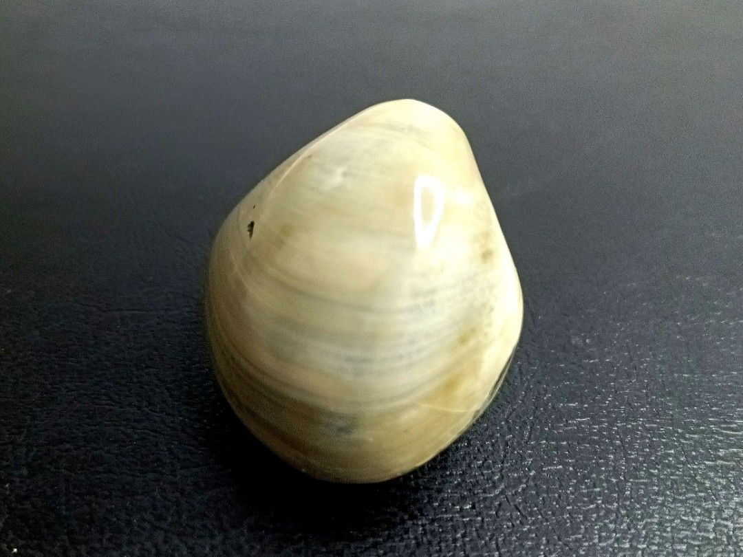 Aquarium polished Astarte clam seashell fossil specimen, Pet Supplies ...