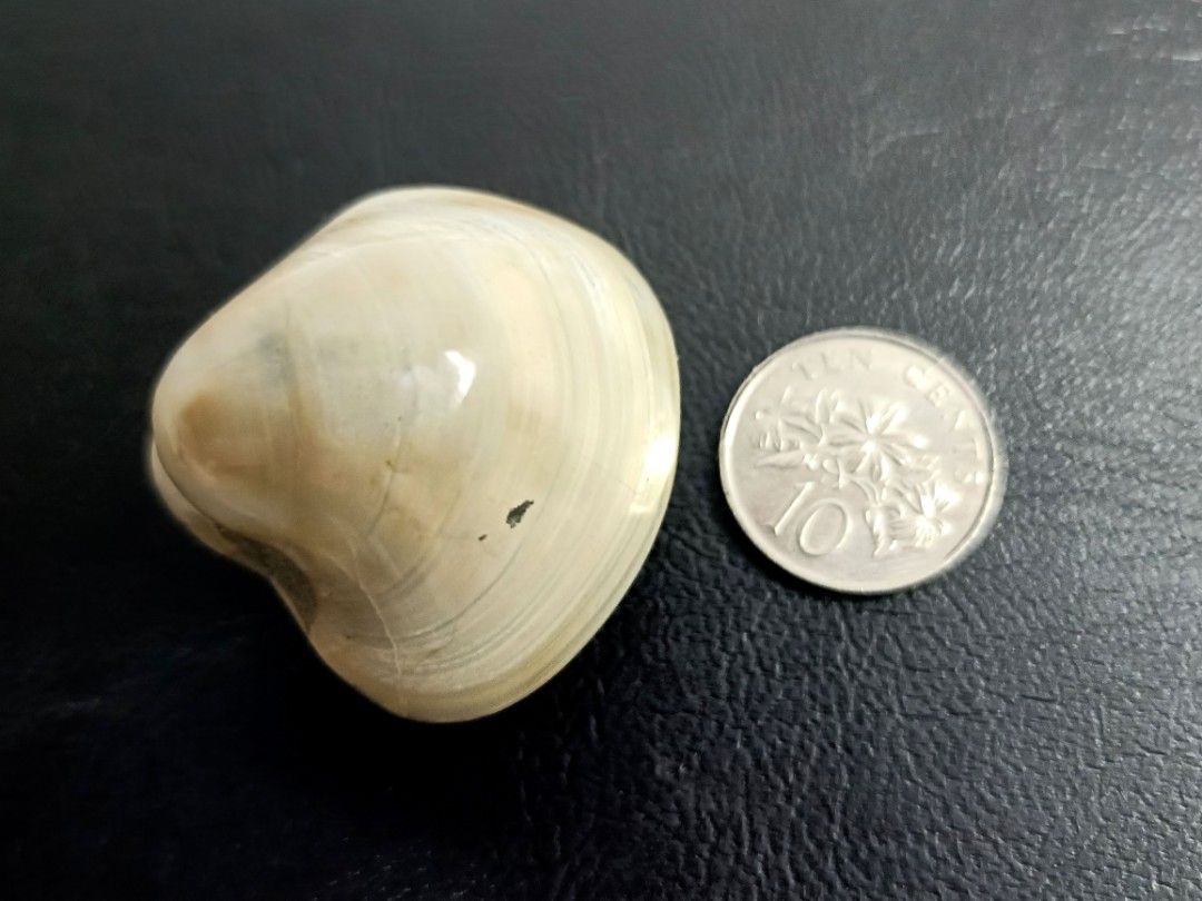 Aquarium polished Astarte clam seashell fossil specimen, Pet Supplies ...