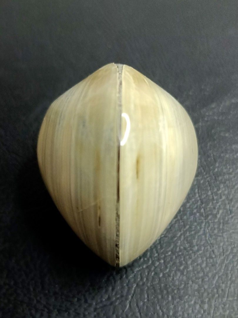Aquarium polished Astarte clam seashell fossil specimen, Pet Supplies ...