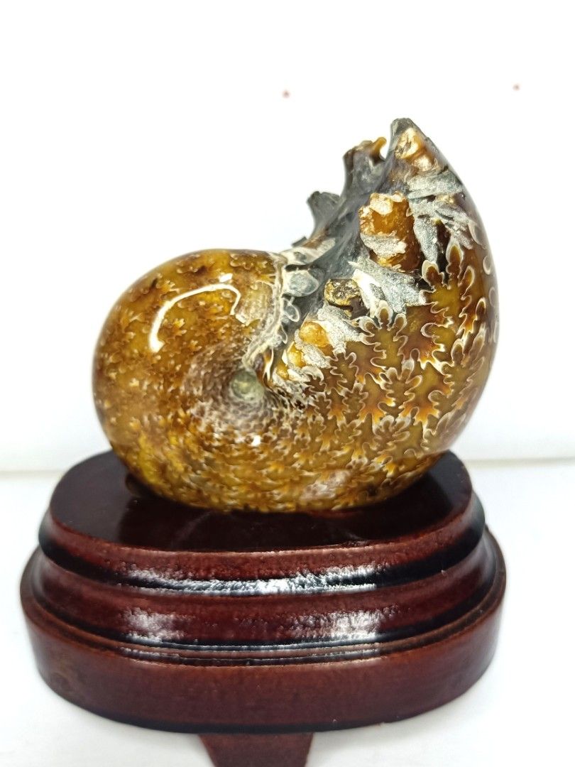 Fossil Dig Kit Extinct Shell Specimen - Rainbow Ammonite - Fossil ...