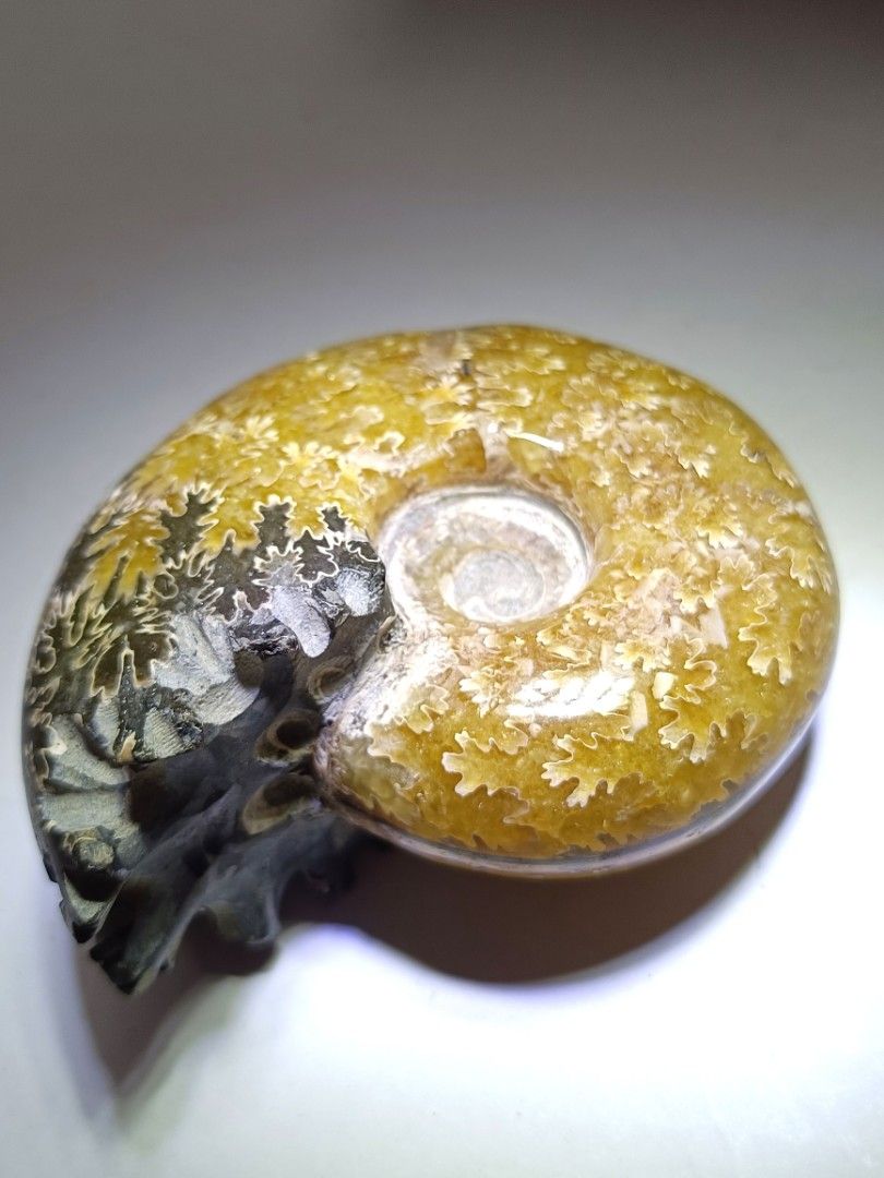 Aquarium Ammonite snail seashell fossil specimen with wooden stand, Pet ...