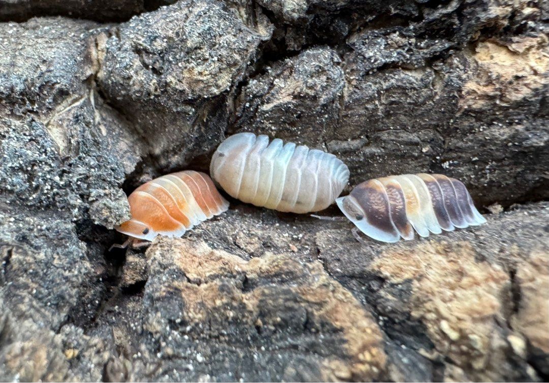 Cappuccino isopod, Pet Supplies, Pet Food on Carousell