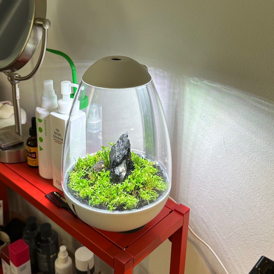 CHIHIROS TINY EGG TERRARIUM, Pet Supplies, Homes & Other Pet ...