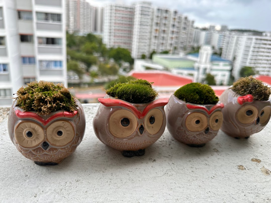 DIY cute moss plant for display, Furniture & Home Living, Gardening ...