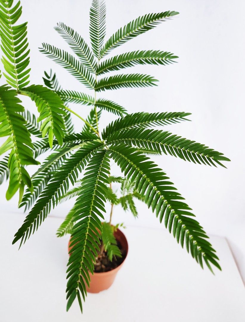 Everfresh Tree [Pithecellobium Confertum], Furniture & Home Living ...