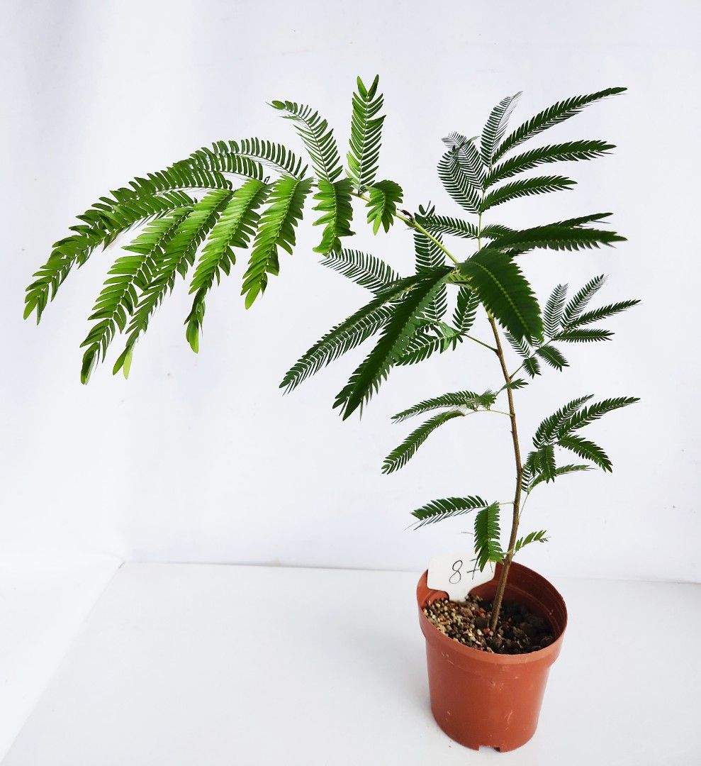 Everfresh Tree [Pithecellobium Confertum], Furniture & Home Living ...