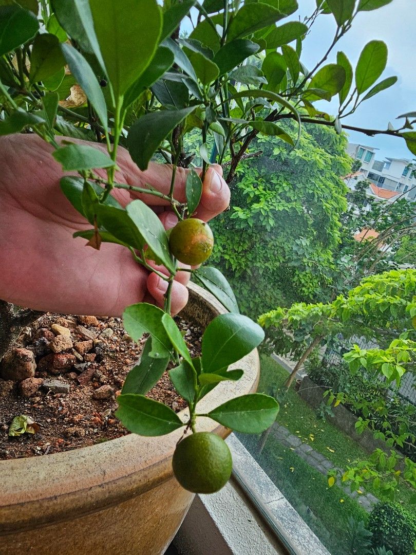 Lime (calamansi) tree, Furniture & Home Living, Gardening, Plants ...