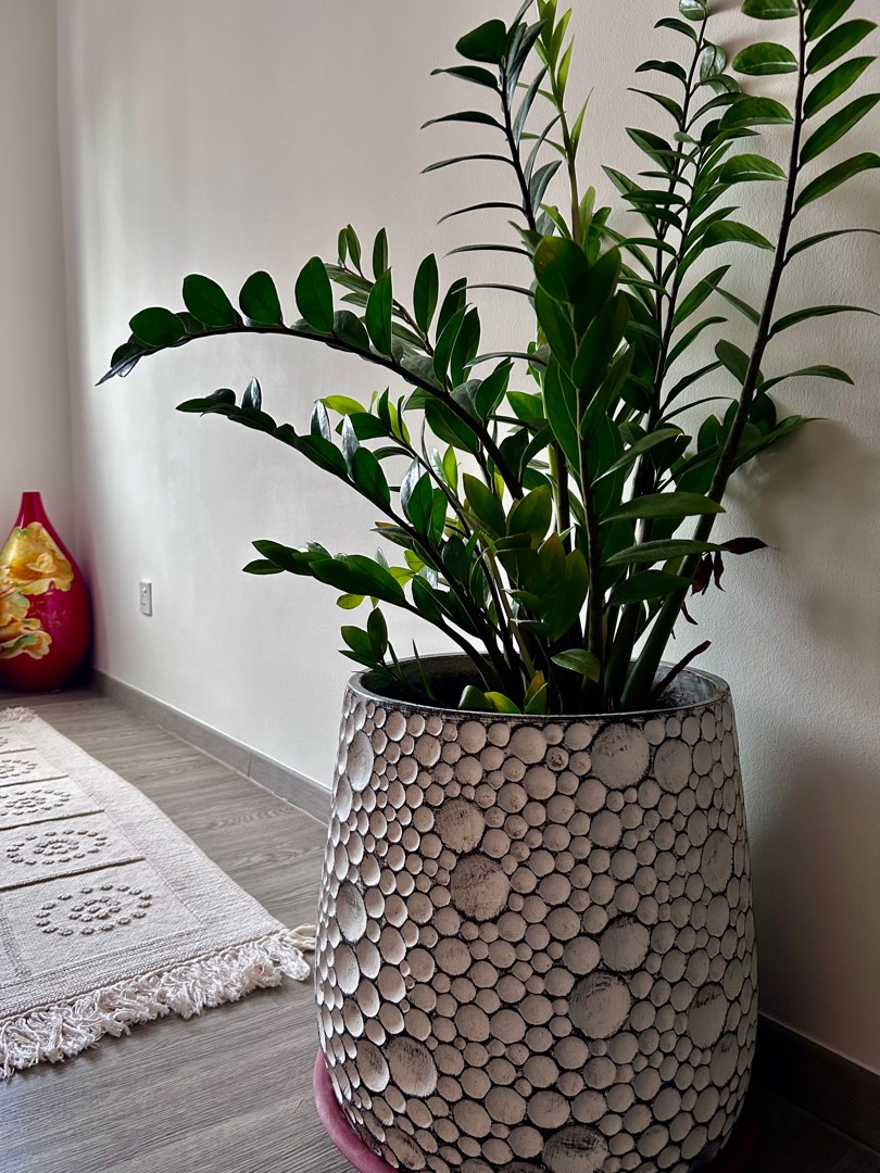 Plant pot, Furniture & Home Living, Gardening, Pots & Planters on Carousell
