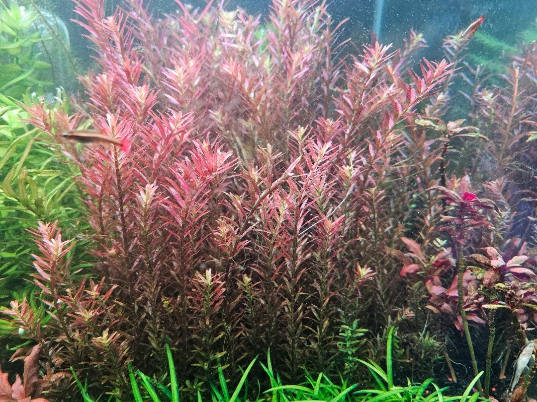 Rotala super red - high quality aquatic plant, Furniture & Home Living ...