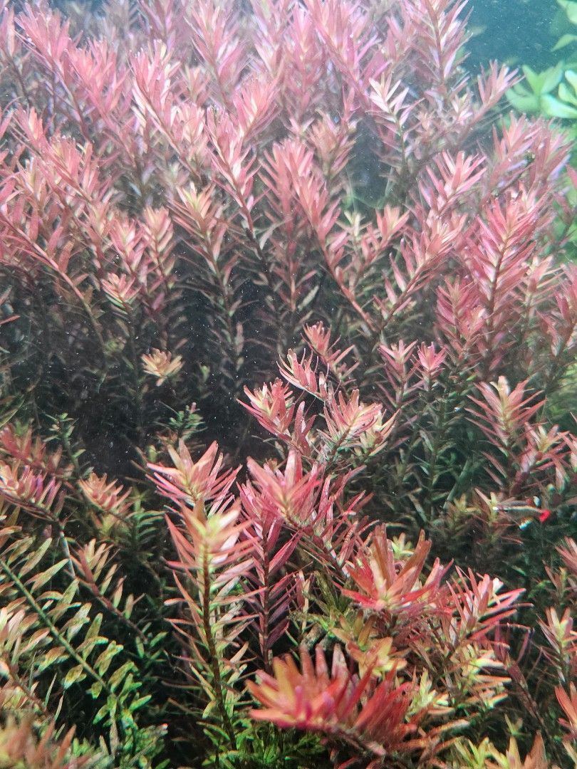 Rotala super red - high quality aquatic plant, Furniture & Home Living ...