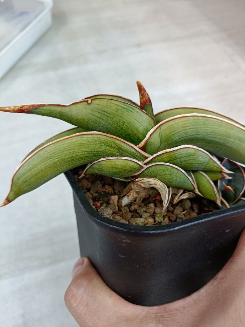 Sansevieria Rorida, Furniture & Home Living, Gardening, Plants & Seeds ...