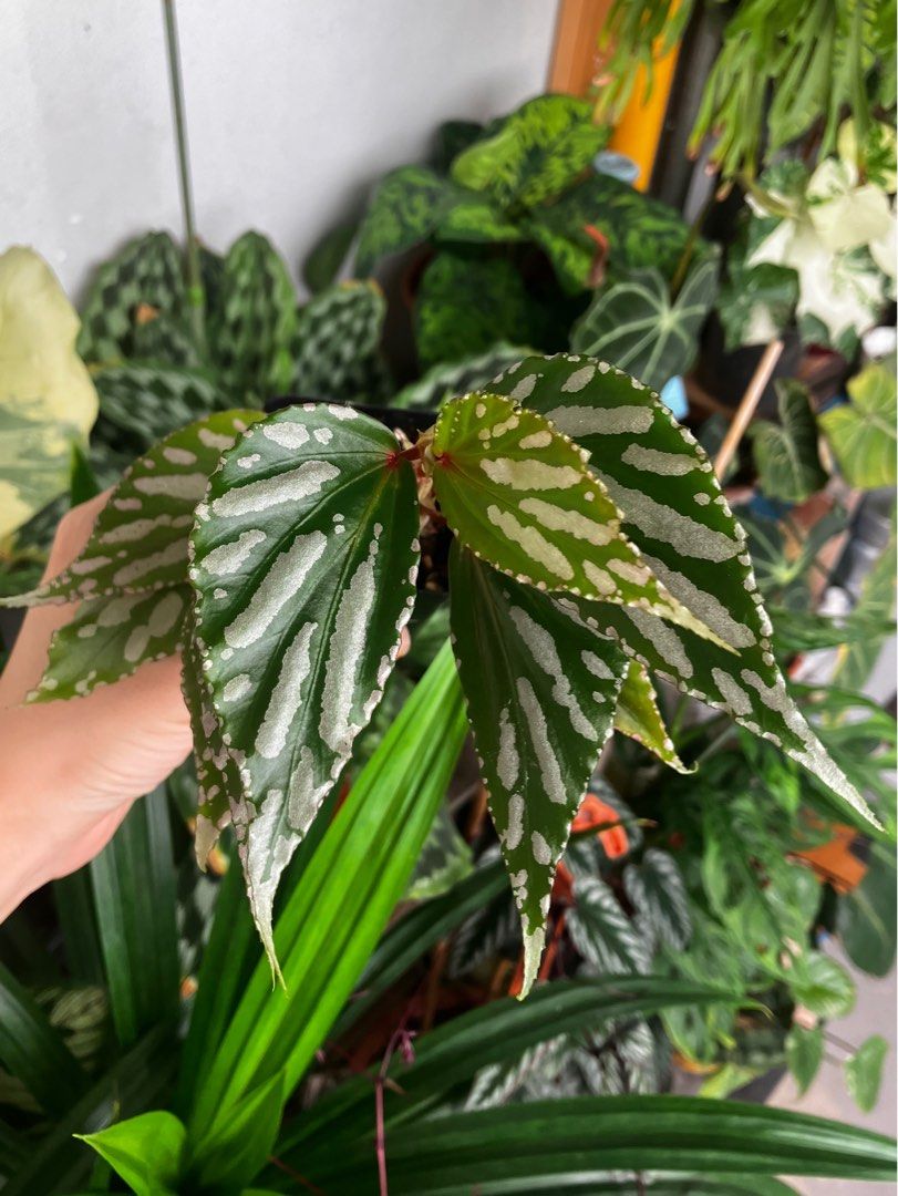 Begonia Julau, Furniture & Home Living, Gardening, Plants & Seeds on ...