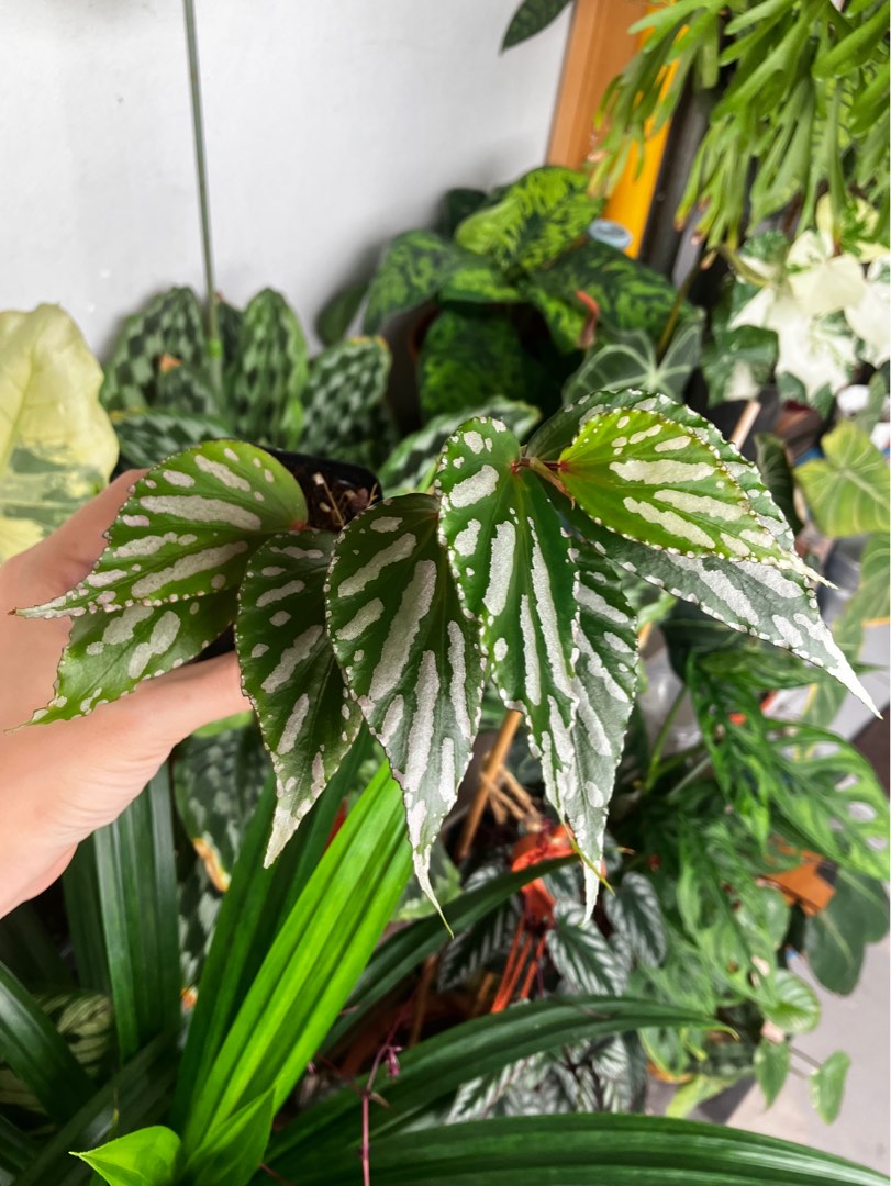 Begonia Julau, Furniture & Home Living, Gardening, Plants & Seeds on ...