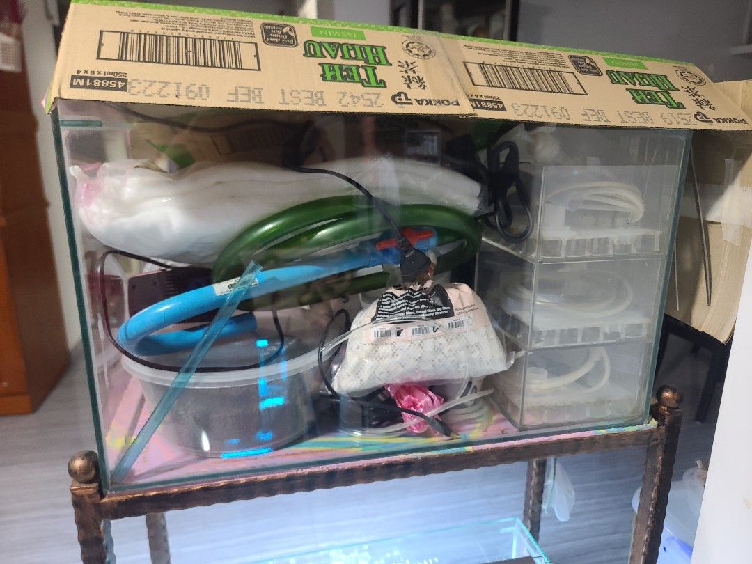 Fish tank, Pet Supplies, Homes & Other Pet Accessories on Carousell