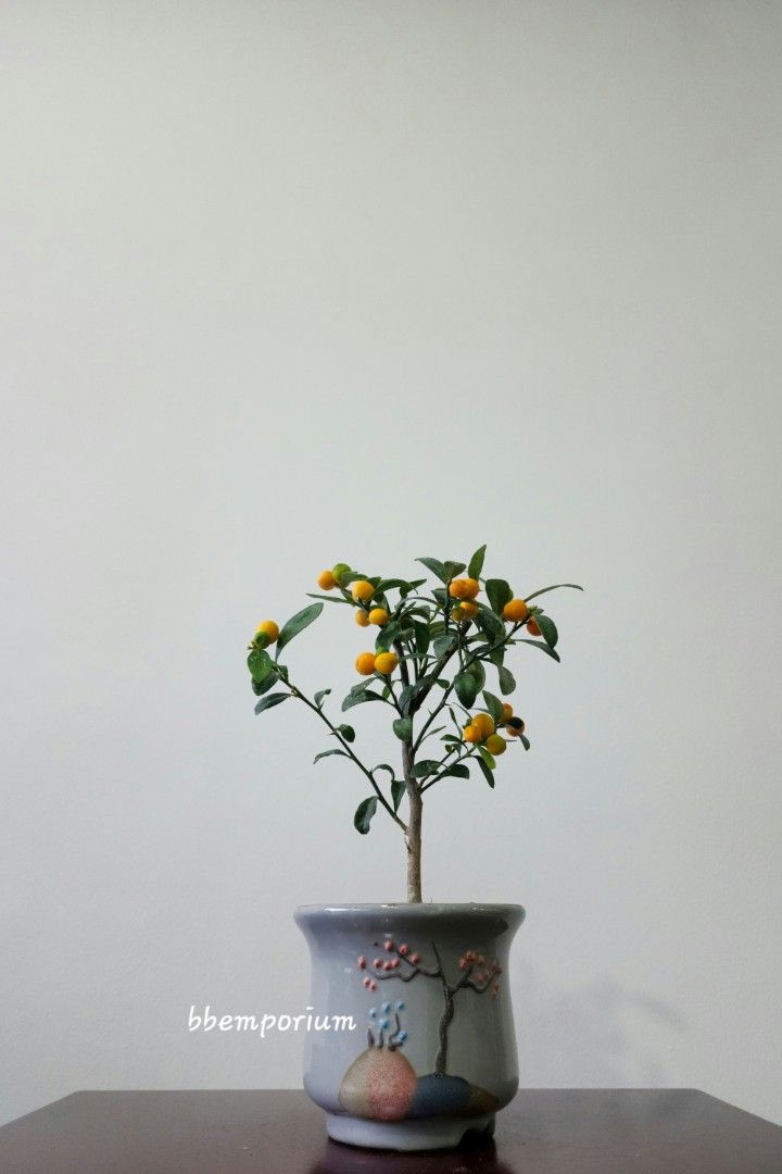 Japan Kinzu Bonsai 35-10, Furniture & Home Living, Gardening, Plants ...