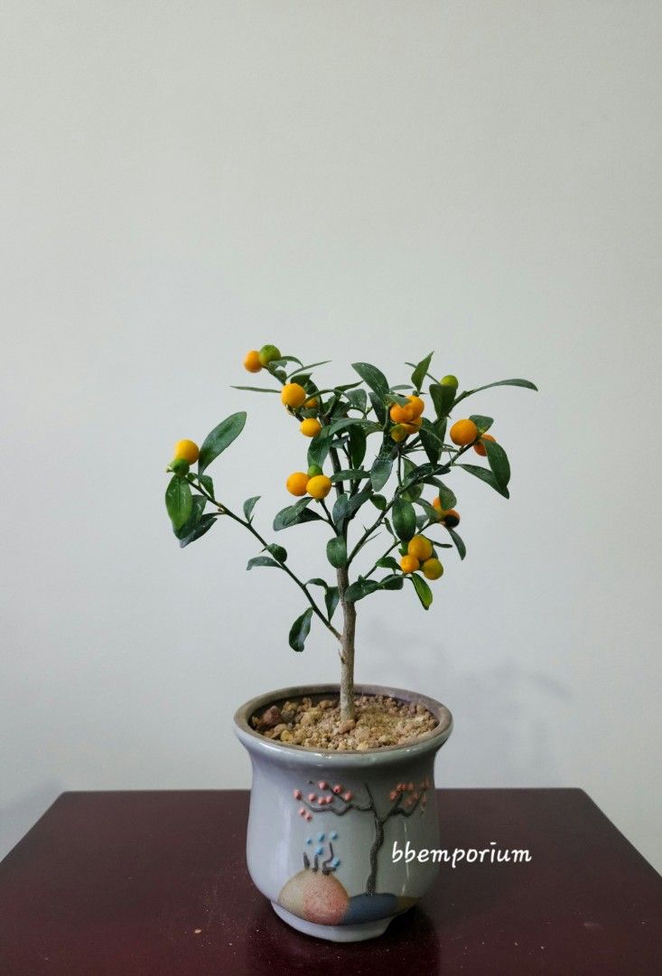 Japan Kinzu Bonsai 35-10, Furniture & Home Living, Gardening, Plants ...