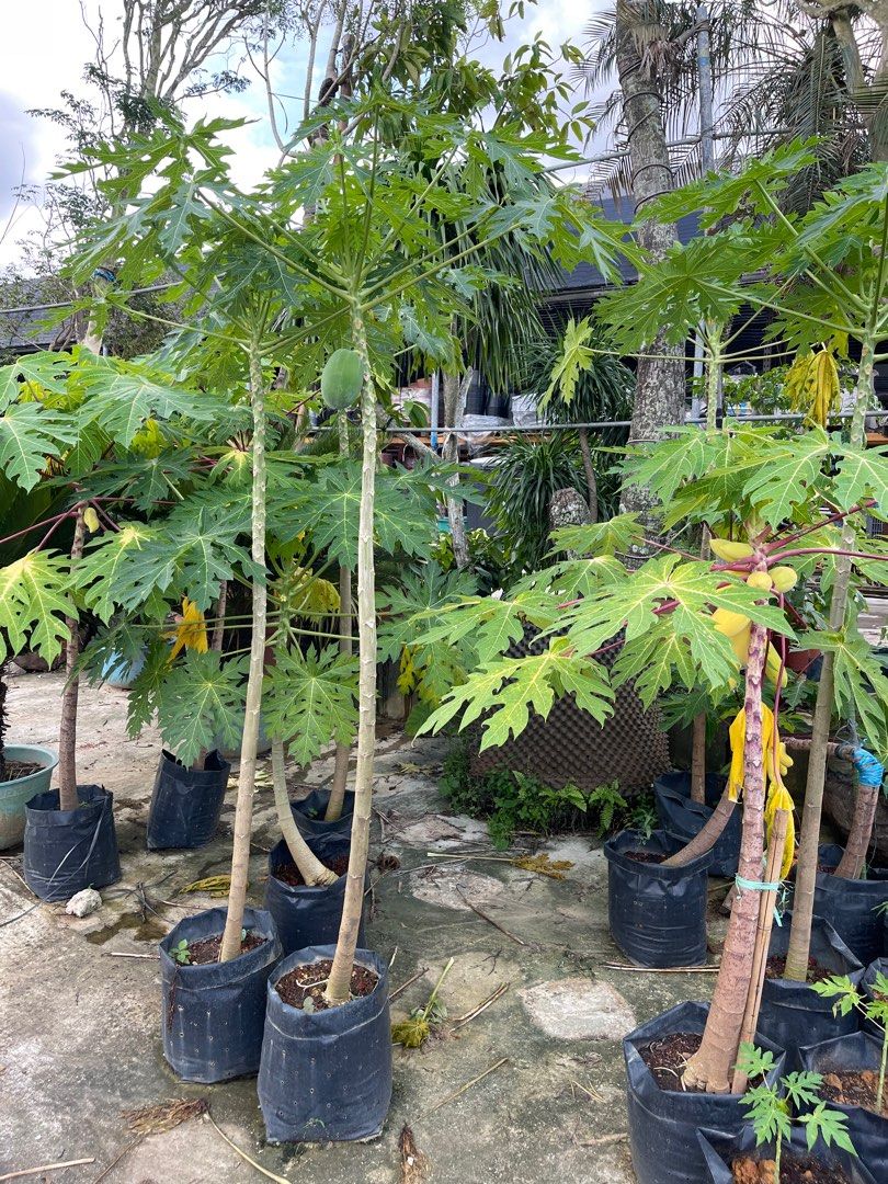 Papaya fruit trees 1.2m live plant free fertiliser 0.5kg free doorstep ...