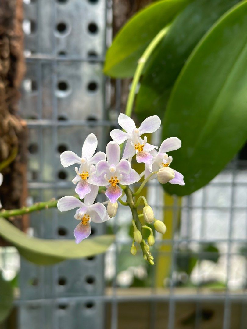 Phalaenopsis Equestris f. coerulea, Furniture & Home Living, Gardening ...