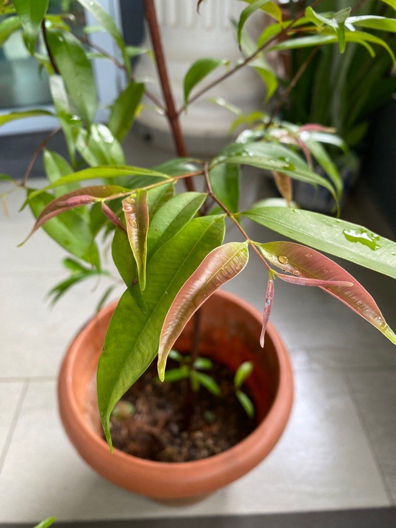 Red Lip Tree / Eugenia, Furniture & Home Living, Gardening, Plants ...