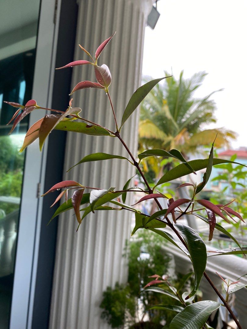 Red Lip Tree / Eugenia, Furniture & Home Living, Gardening, Plants ...