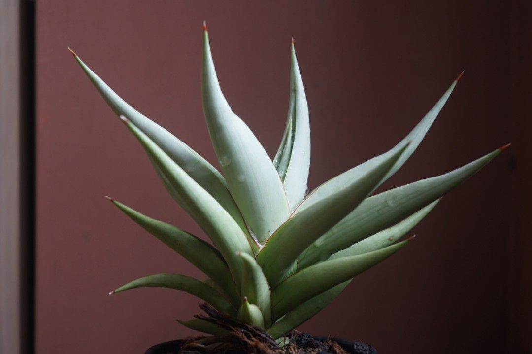 Sansevieria chanin, Furniture & Home Living, Gardening, Plants & Seeds ...