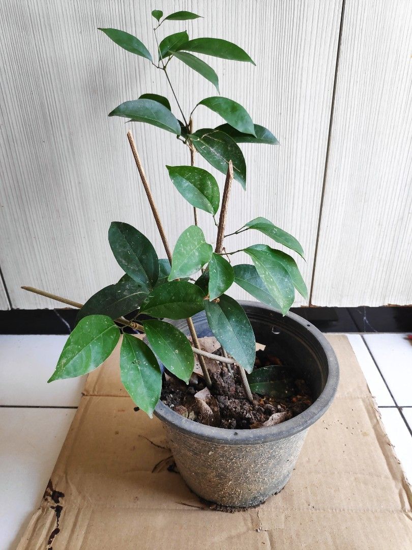 Anak pokok garlic vine bunga ungu/ flower plant, Furniture & Home ...