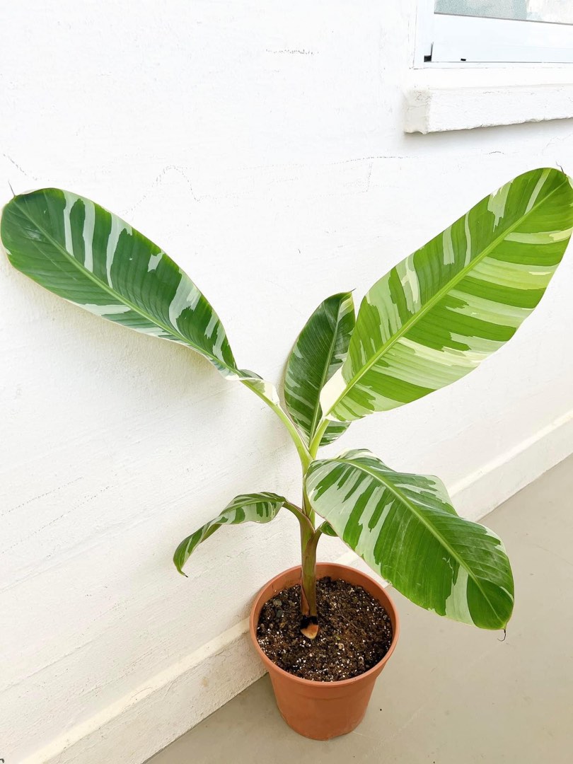 banana variegated ,musa ae ae, Furniture & Home Living, Gardening ...