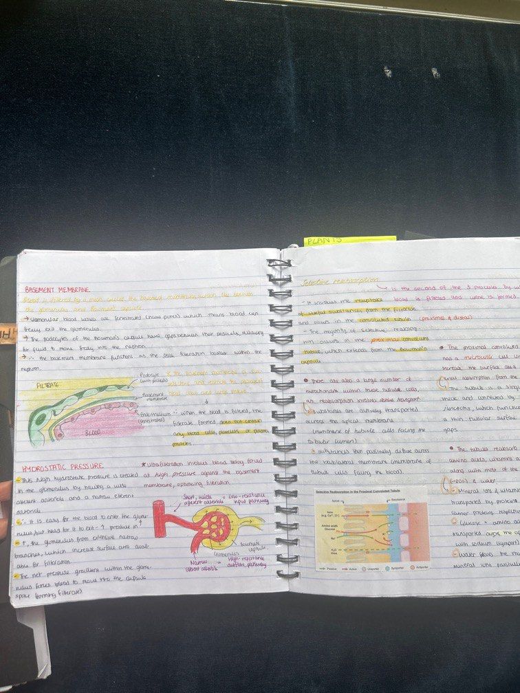 IB BIO HL FULL DETAILED NOTES FROM 7 STUDENT, Hobbies & Toys, Books ...