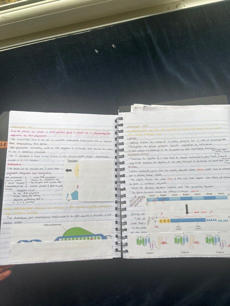 IB BIO HL FULL DETAILED NOTES FROM 7 STUDENT, Hobbies & Toys, Books ...