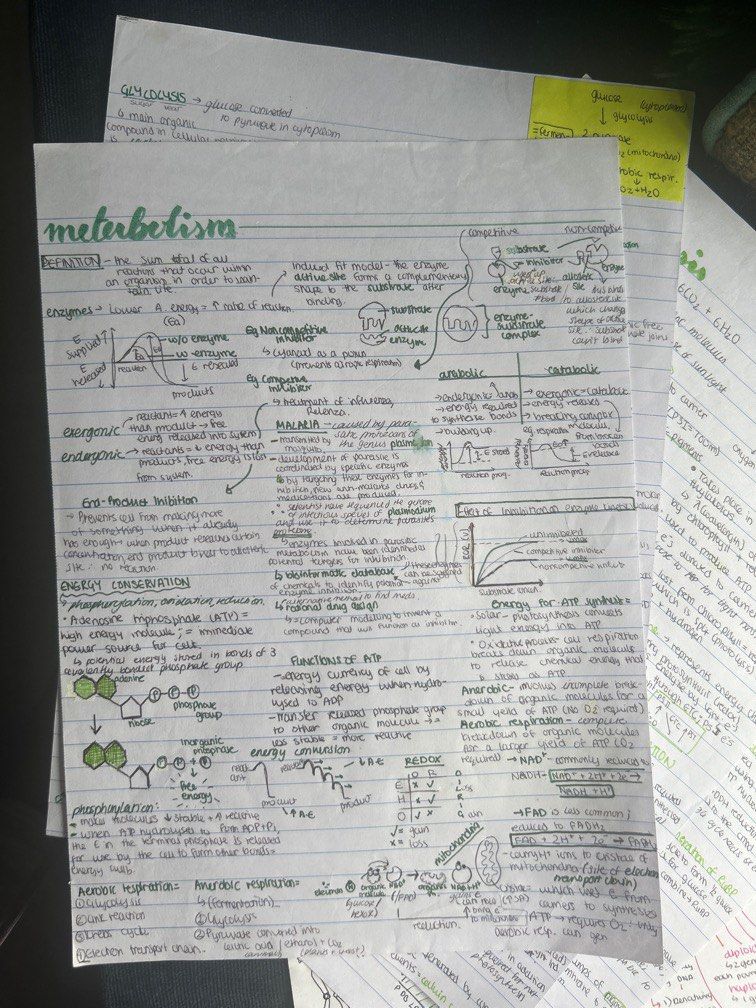 IB BIO HL NOTES SUMMARIES AND MINDMAPS, Hobbies & Toys, Books ...