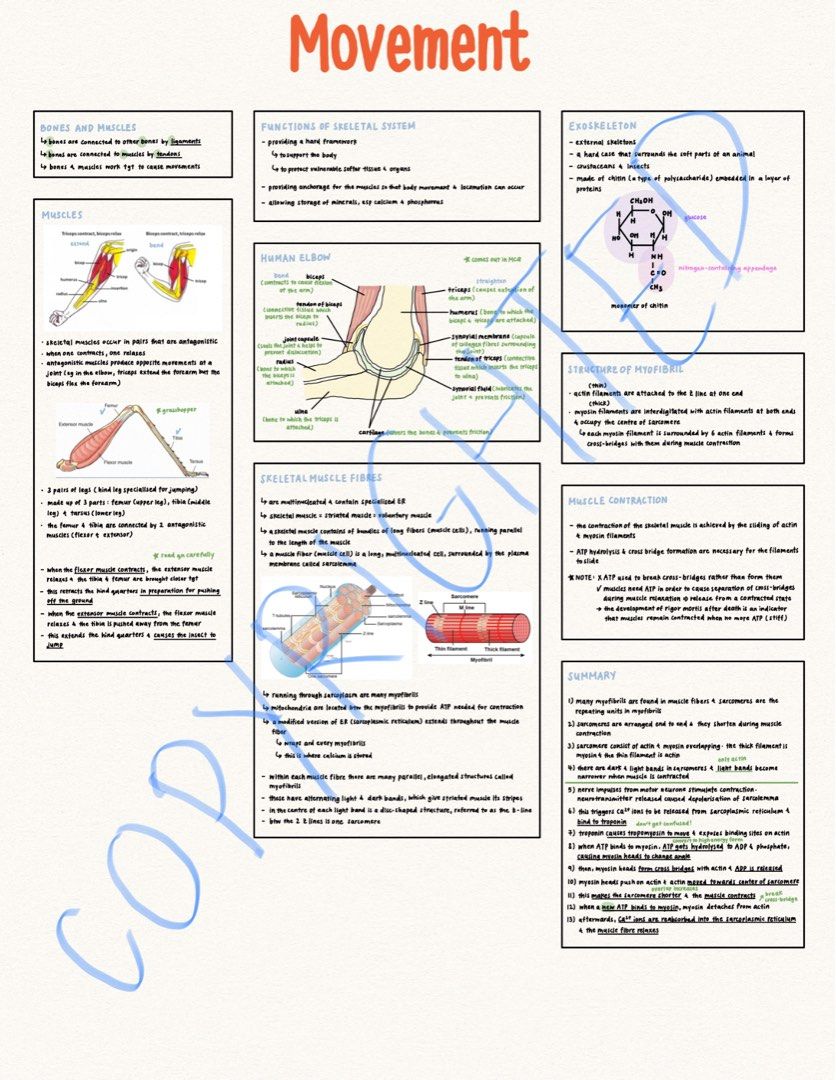 IB HL BIOLOGY (ACSI) handwritten digital notes (pdf), Hobbies & Toys ...