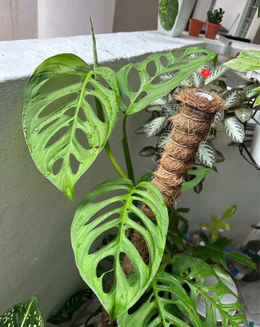 Monstera Esqueleto Cuttings, Furniture & Home Living, Gardening, Plants ...