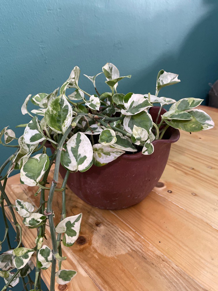 Pokok/plant, Furniture & Home Living, Gardening, Plants & Seeds on ...