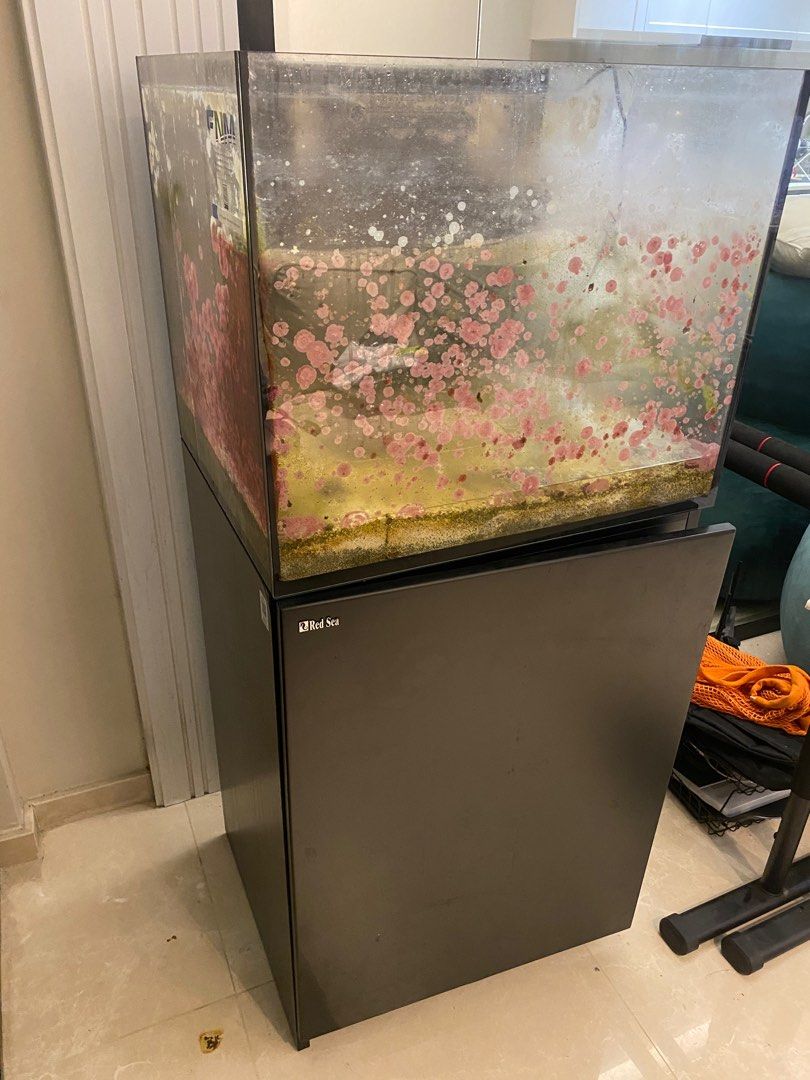 Red Sea Reefer 150 (2ft Fish tank), Pet Supplies, Homes & Other Pet ...