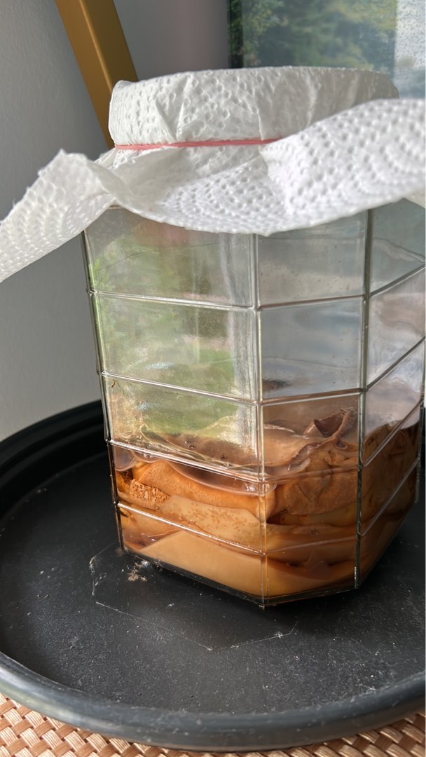 Scoby for free, Food & Drinks, Other Food & Drinks on Carousell