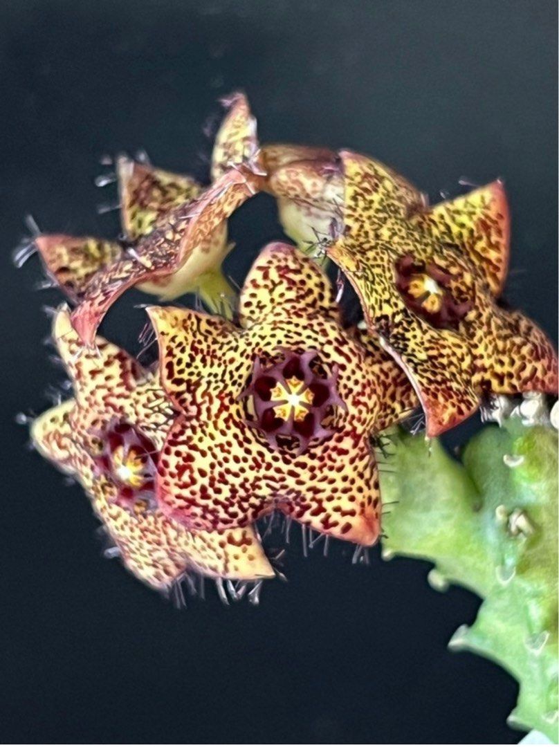 Caralluma hexagons x crenulate, Furniture & Home Living, Gardening ...