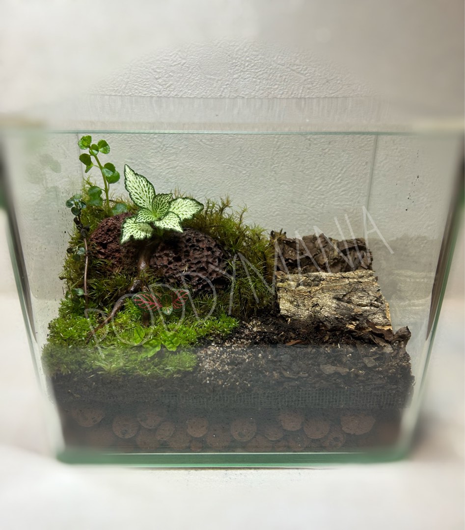 Desktop Terrarium/isopod enclosure, Pet Supplies, Homes & Other Pet ...