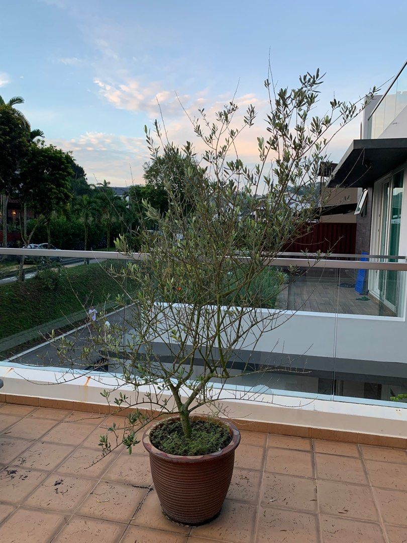 Japanese Olive Tree, Furniture & Home Living, Gardening, Plants & Seeds ...